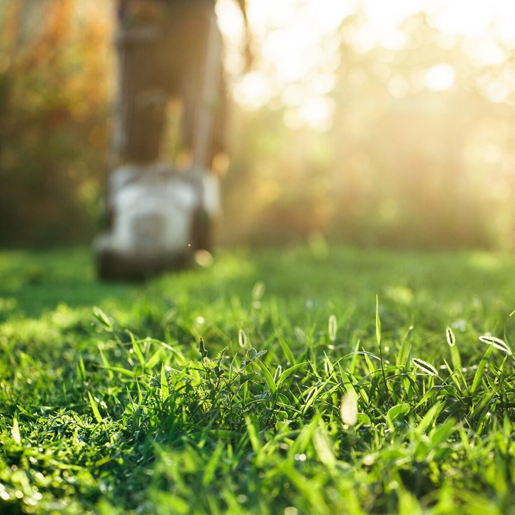 When to Mow New Sod - Ace Landscapes